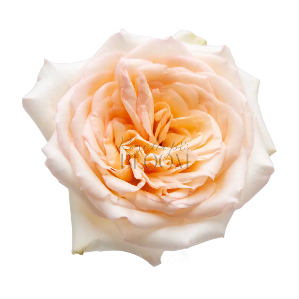 Princess Maya – Rosehip & BLOOM